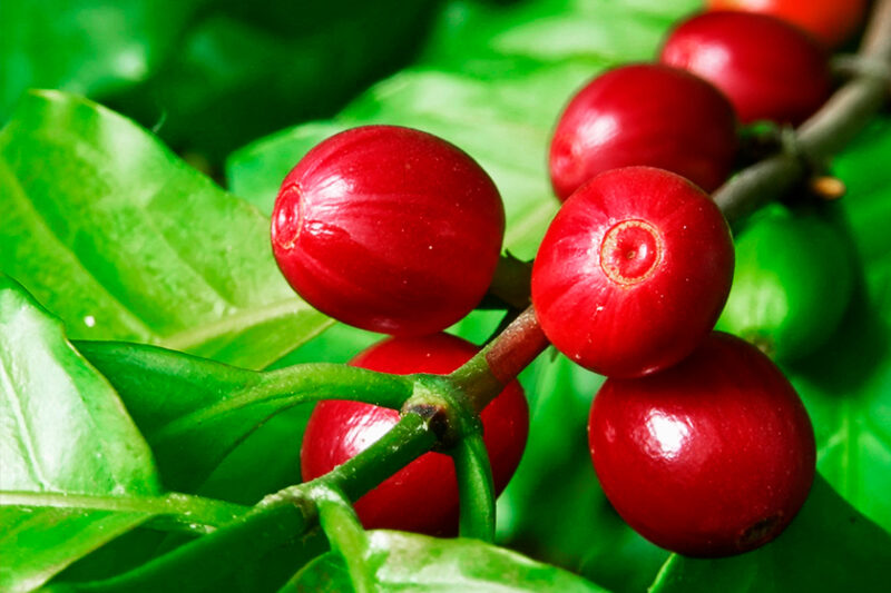 NITRO XTEND® Foliar - Precisagro Colombia