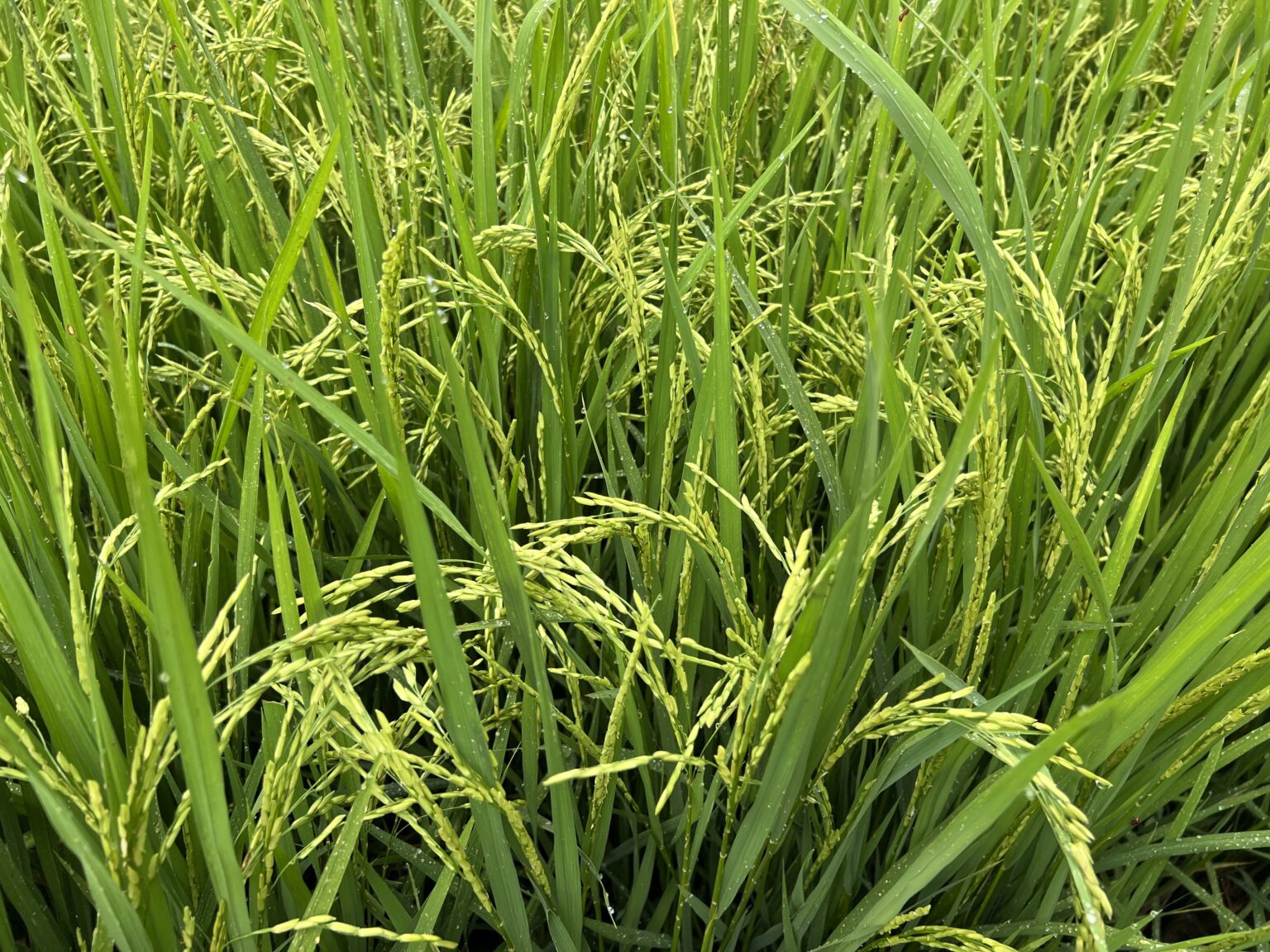 Mejor Fertilizante Para Arroz En Colombia - Precisagro Colombia